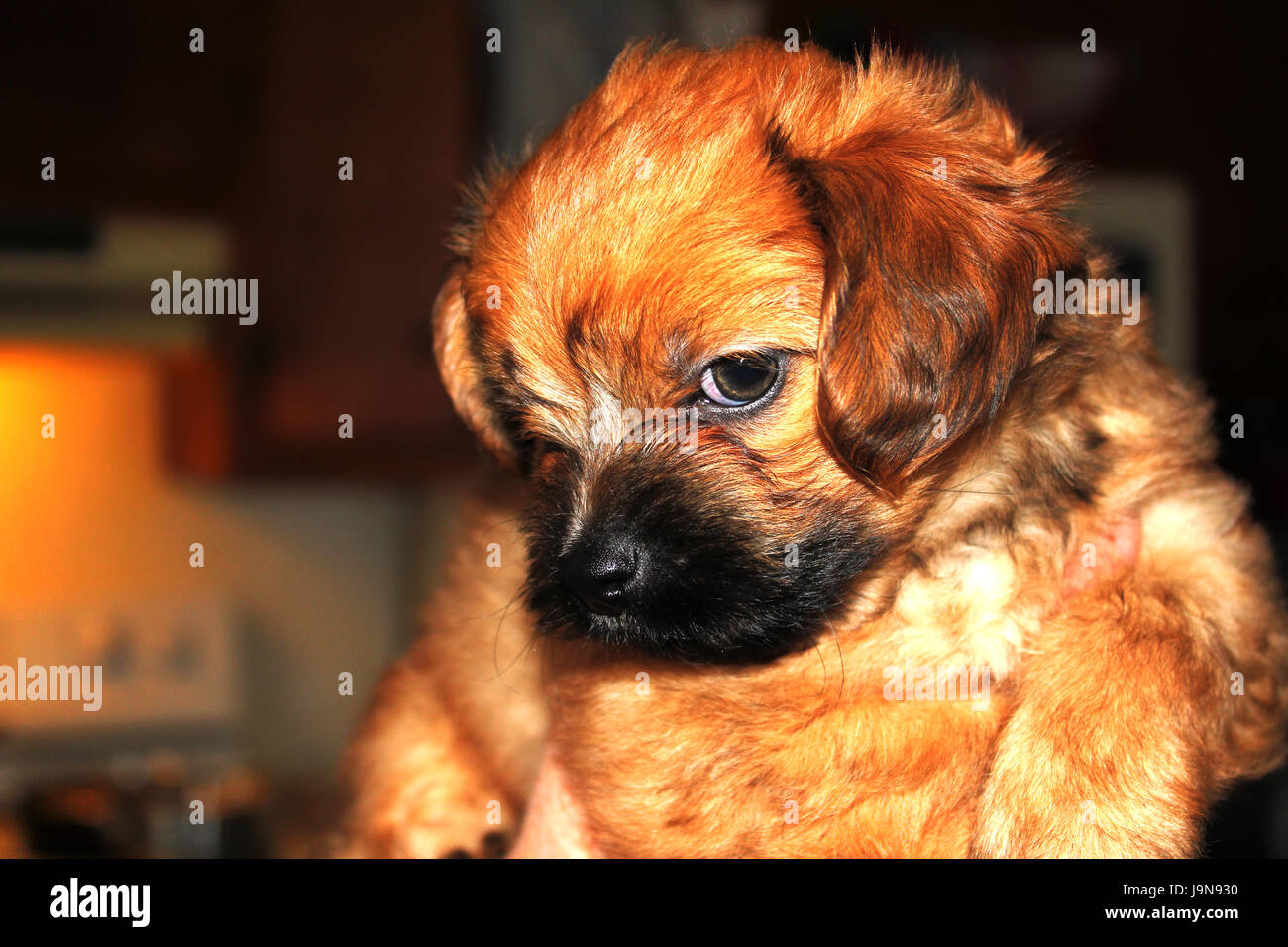 Perrito lindo perro hi-res stock photography and images - Alamy
