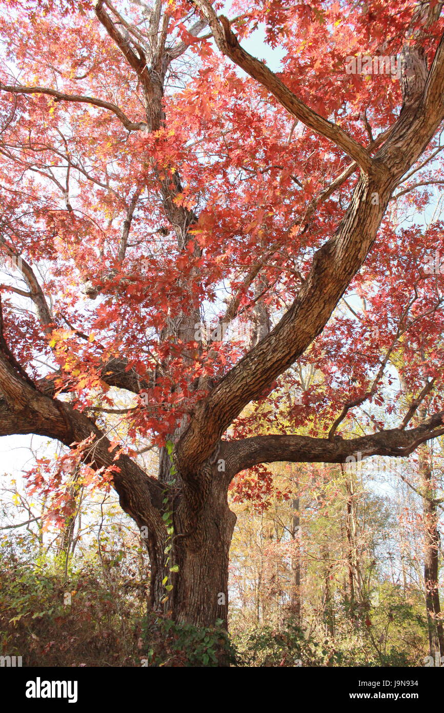 Picture of oak tree hi-res stock photography and images - Alamy