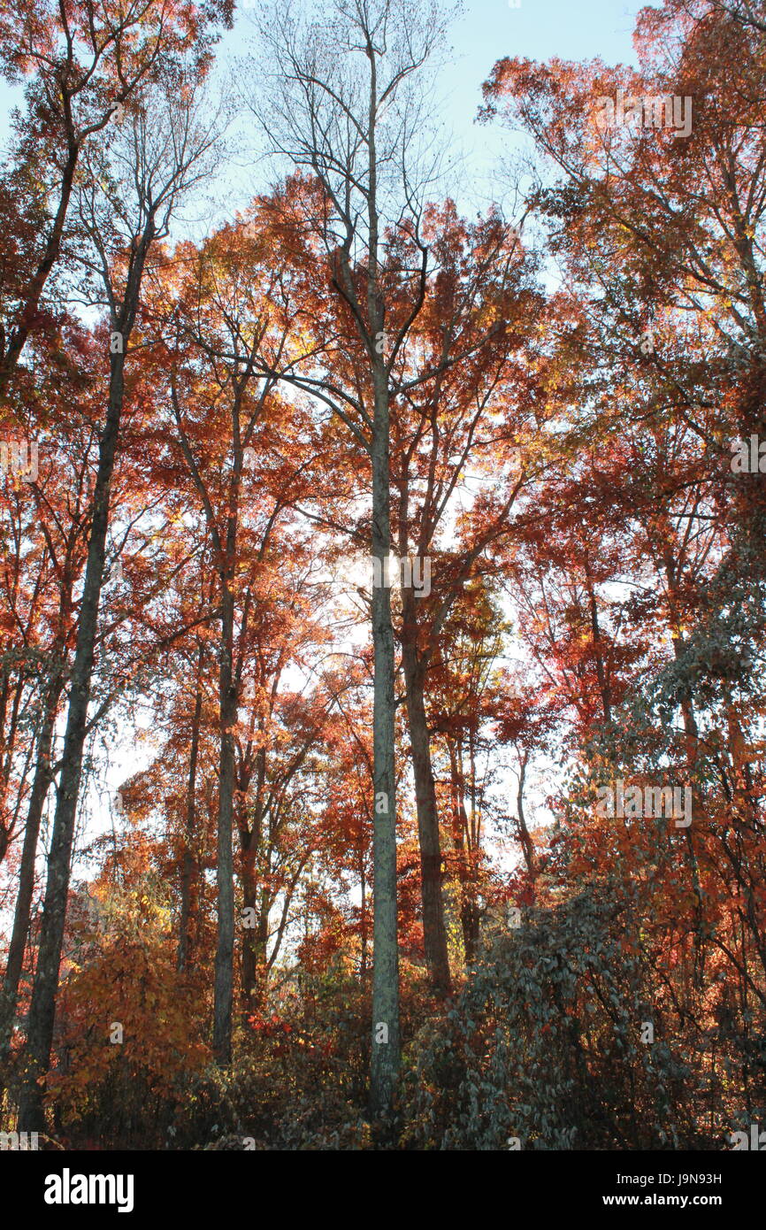 Picture of trees during fall Stock Photo - Alamy