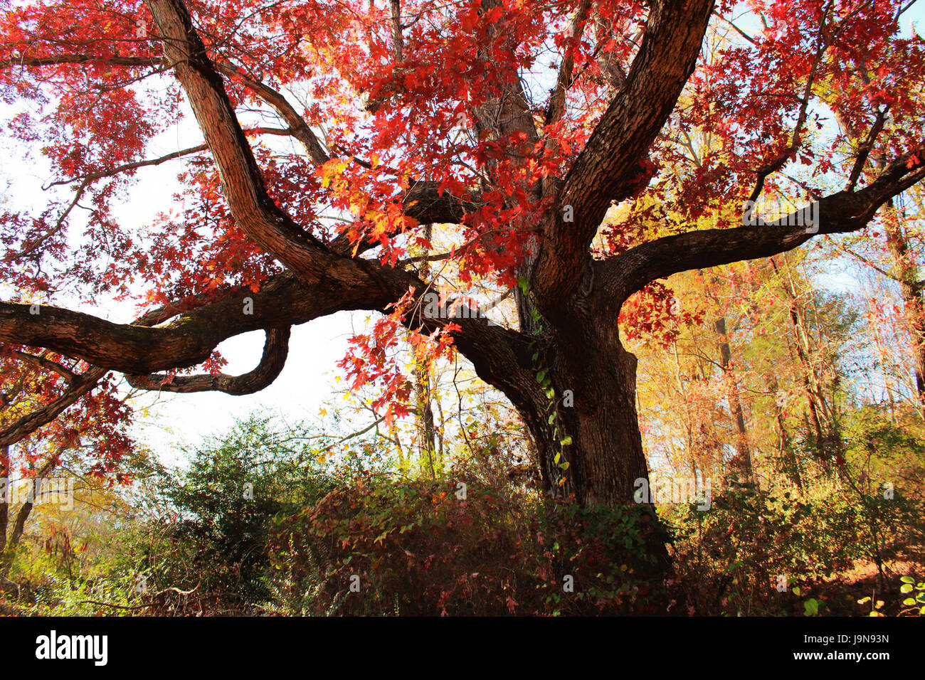 Picture of oak tree hi-res stock photography and images - Alamy