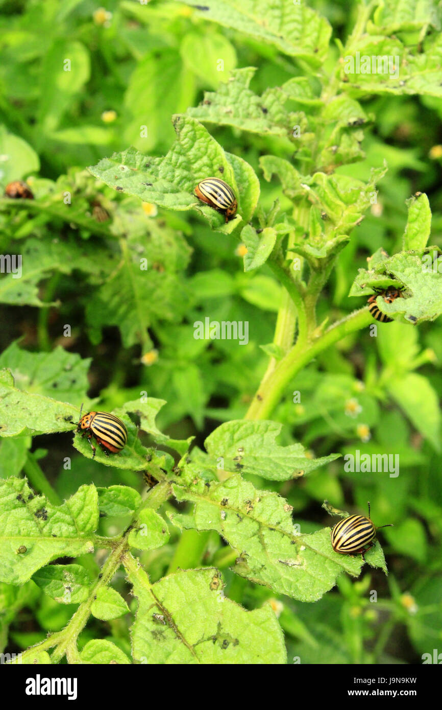 colorado gluttonous bugs gobble up the leaf of potato Stock Photo - Alamy