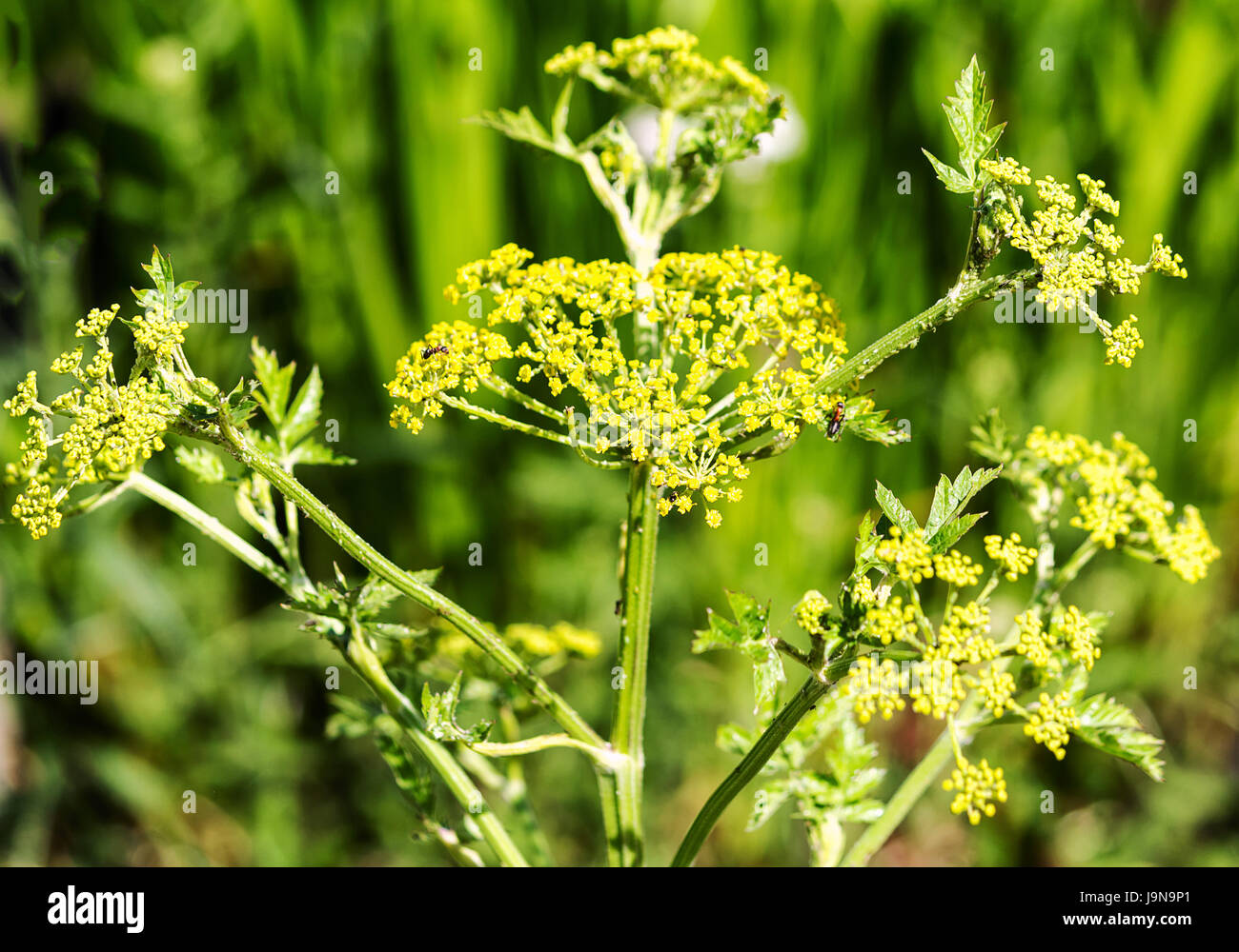 Yellow flowering parsnip, similar to parsley root (Pastinaca sativa ...