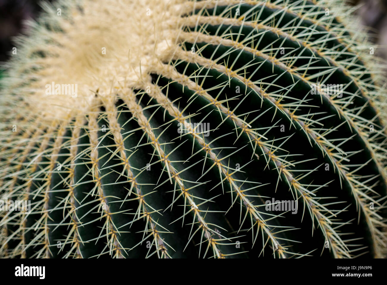 Green cactus with a lot of spikes Stock Photo - Alamy