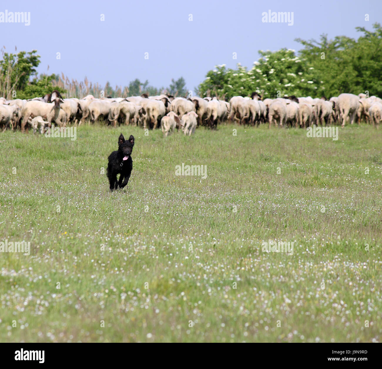 happy sheepdog running on field Stock Photo - Alamy