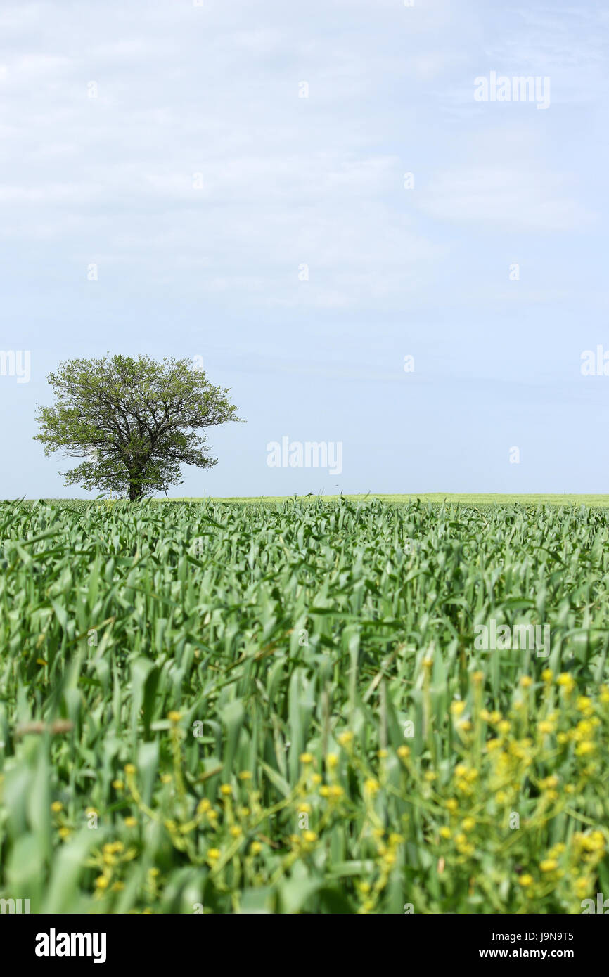 One tree field hi-res stock photography and images - Alamy