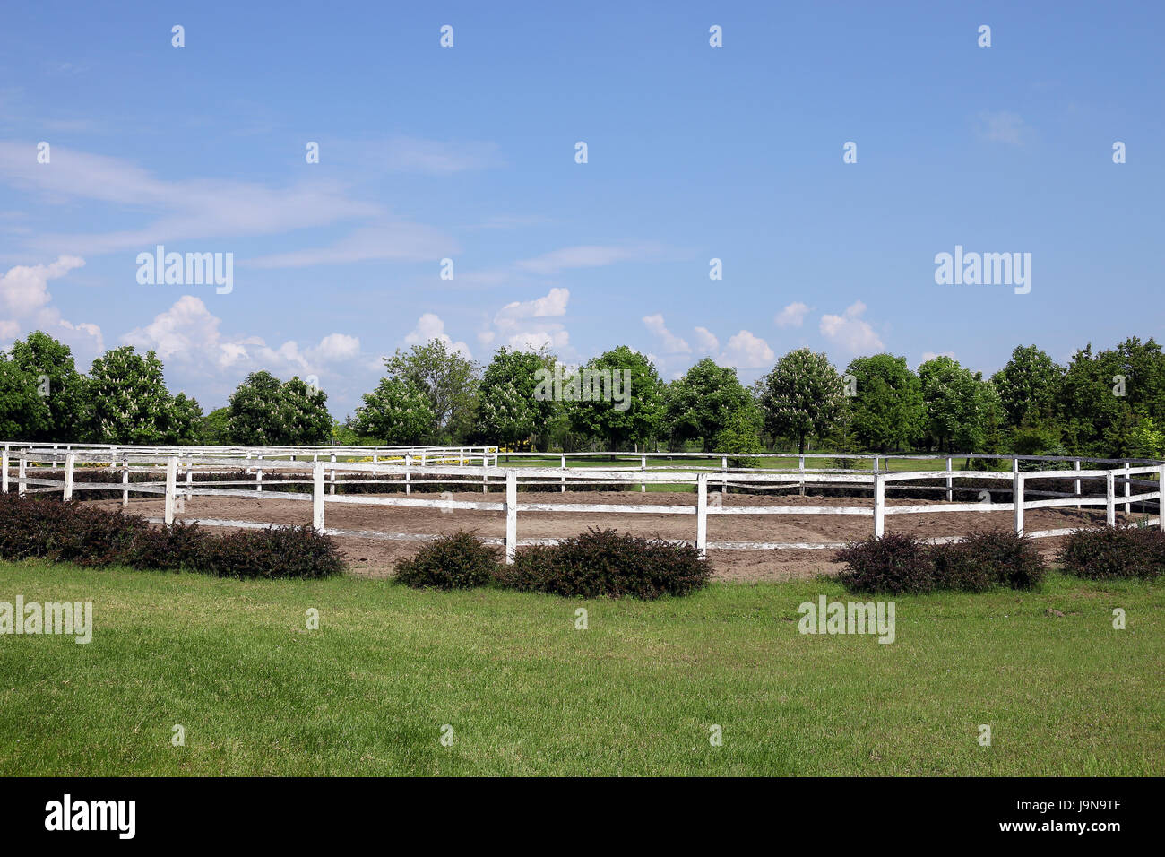 landscape with paddock trees and blue sky Stock Photo - Alamy