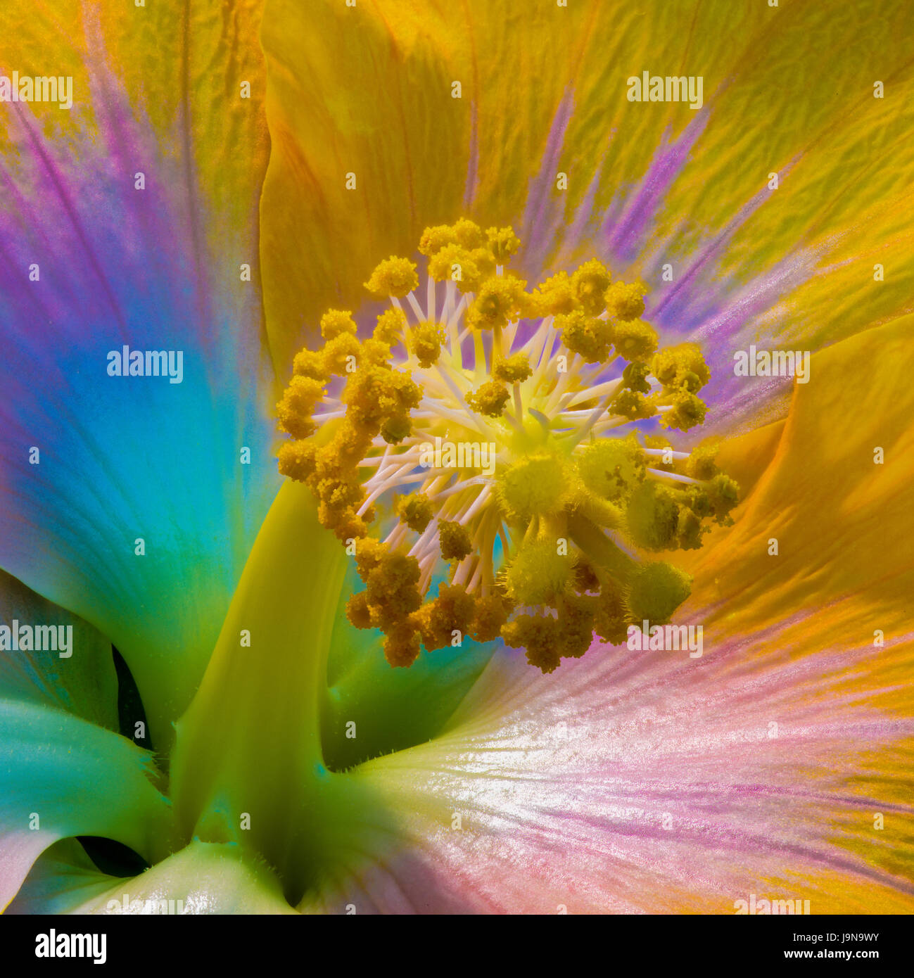 Floral color macro flower portrait of a the pistil of a single isolated ...