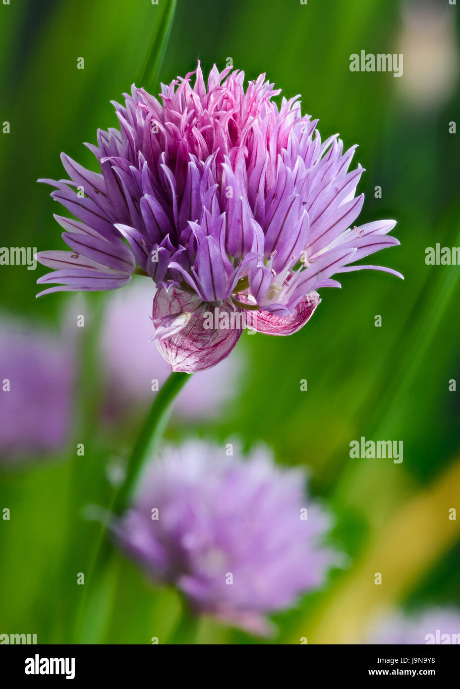 Floral color macro of a single violet Chive blossom on blurred green ...