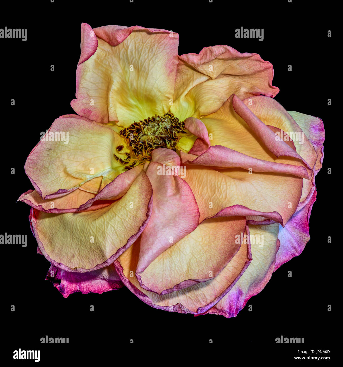 Detailed picture of rose hi-res stock photography and images - Alamy