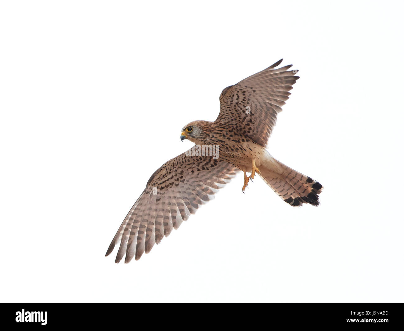 Lesser kestrel in flight isolated on a white background Stock Photo - Alamy