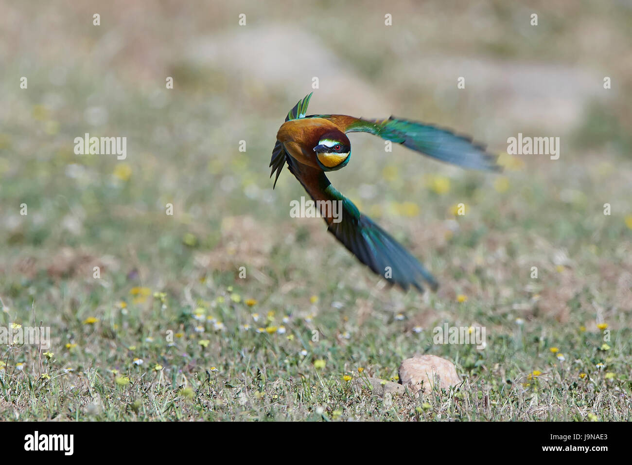 Bee eater in flight hi-res stock photography and images - Alamy