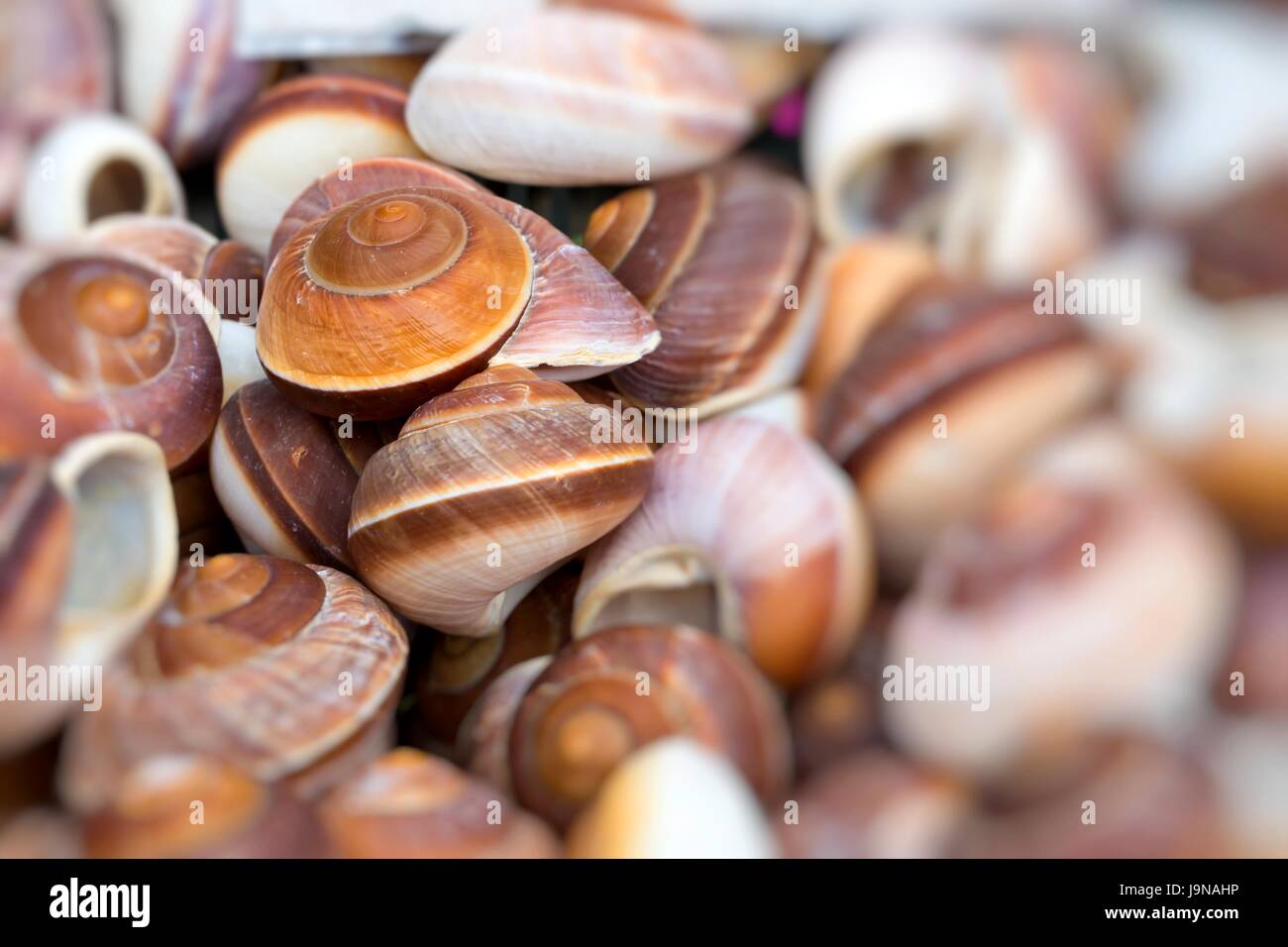Seashells at market Stock Photo - Alamy