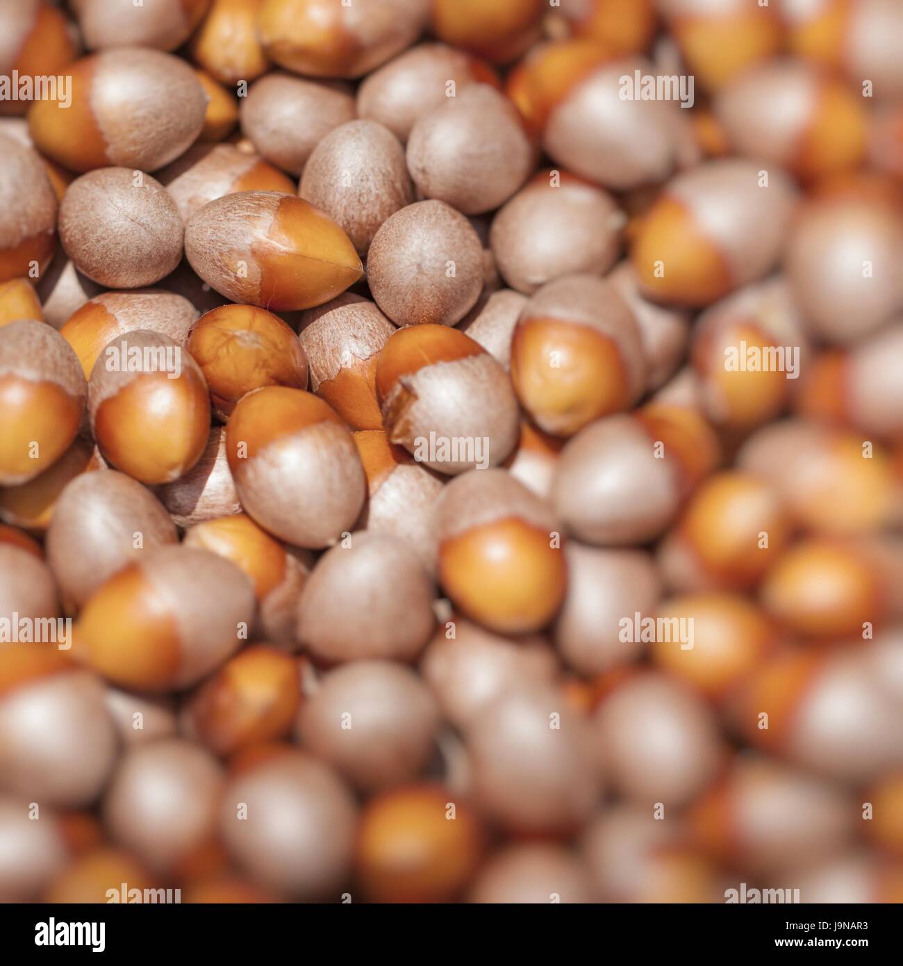 Turkey hazelnuts farm hi-res stock photography and images - Alamy