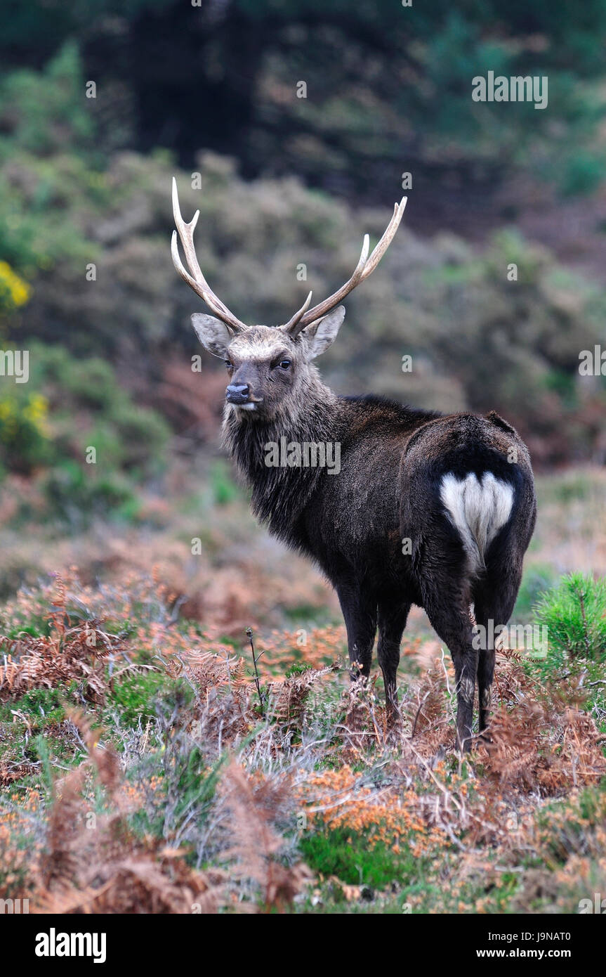 Sika stag uk hi-res stock photography and images - Alamy