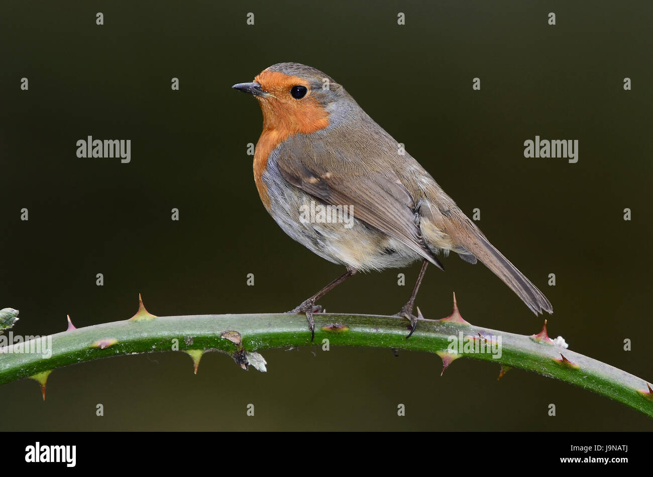 Friendly robins hi-res stock photography and images - Alamy