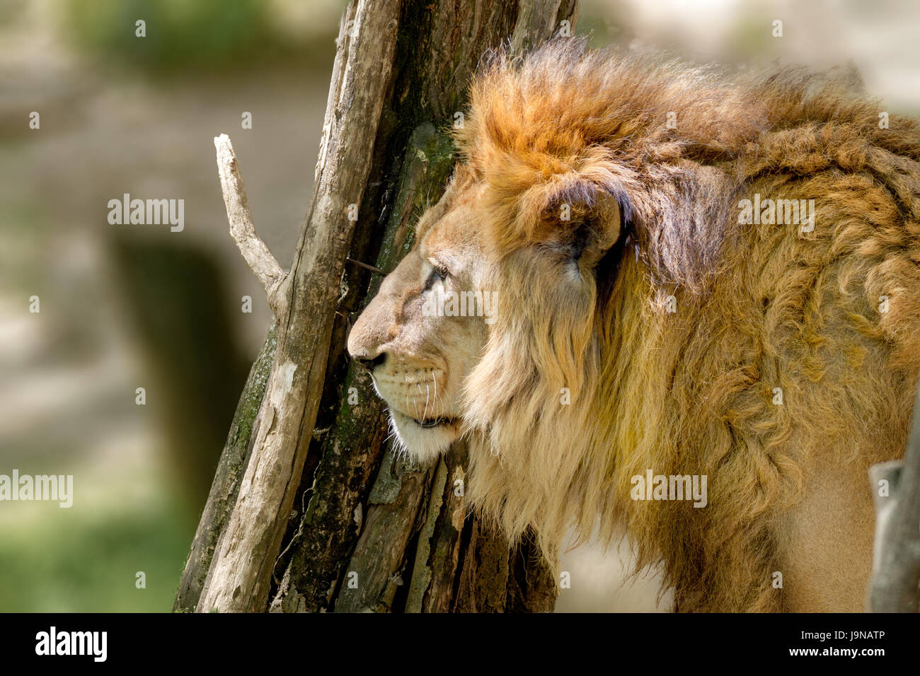 Image of a big lion peeking out from behind a tree Stock Photo - Alamy