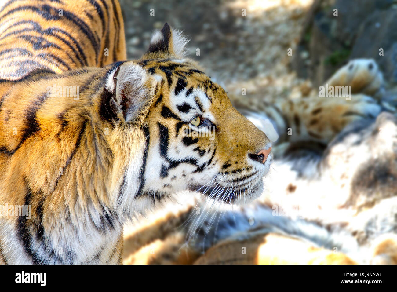 Image of an animal beautiful young tiger Stock Photo - Alamy
