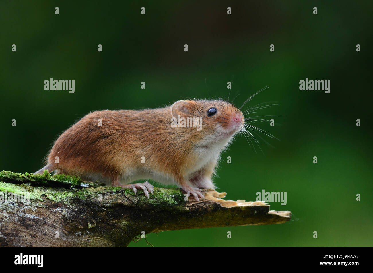 Harvest mouse hi-res stock photography and images - Alamy