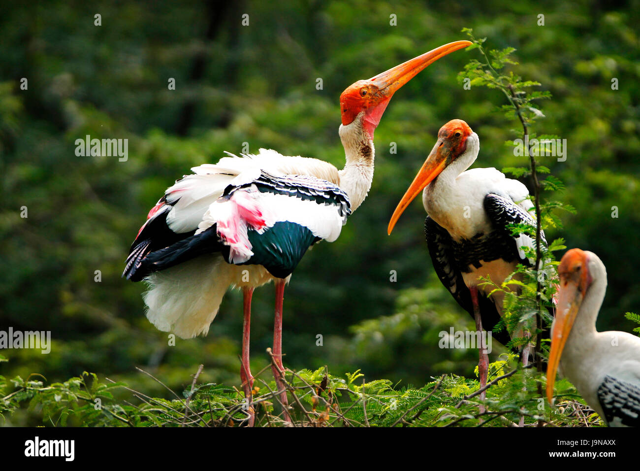 Painted stork (Mycteria leucocephala, Ibis leucocephalus) two animals ...