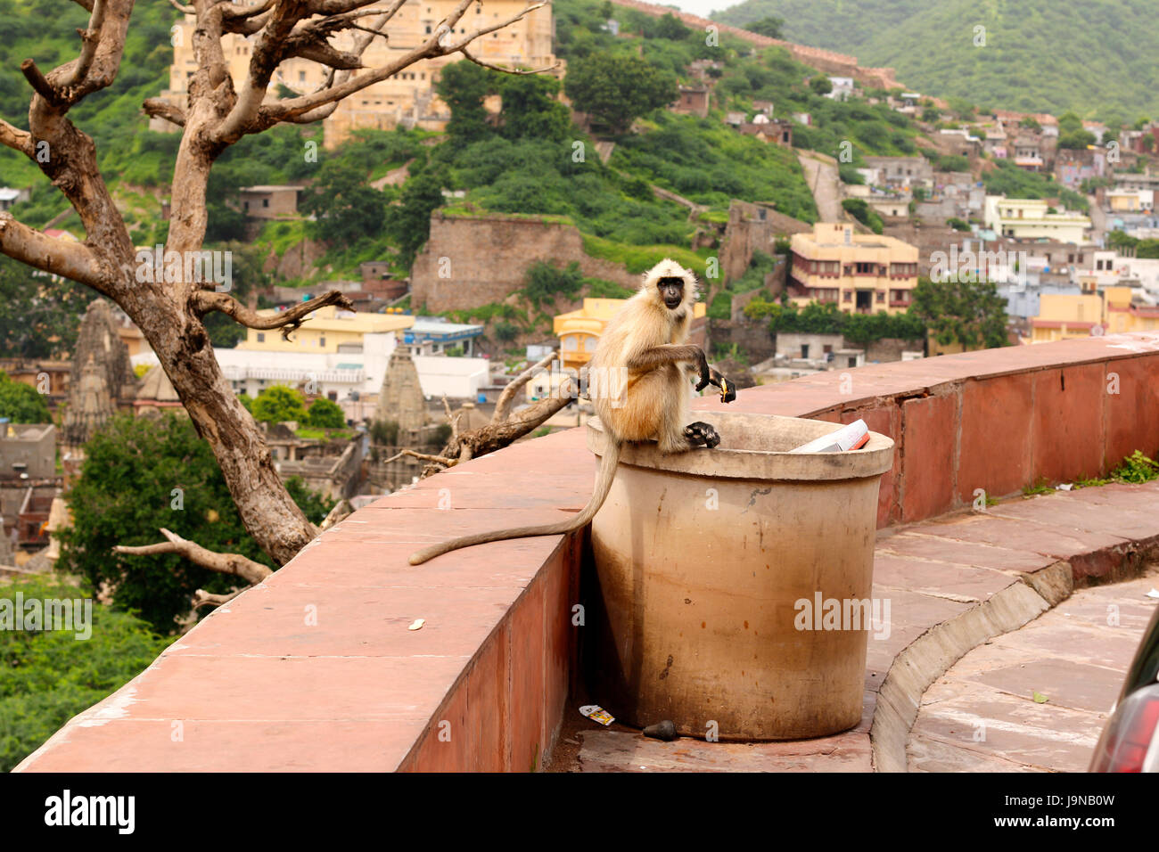Dustbin Food Stock Photos & Dustbin Food Stock Images - Alamy