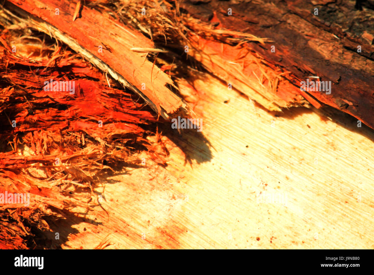 Closeup abstract background texture photo of reddish yellow tree stem ...