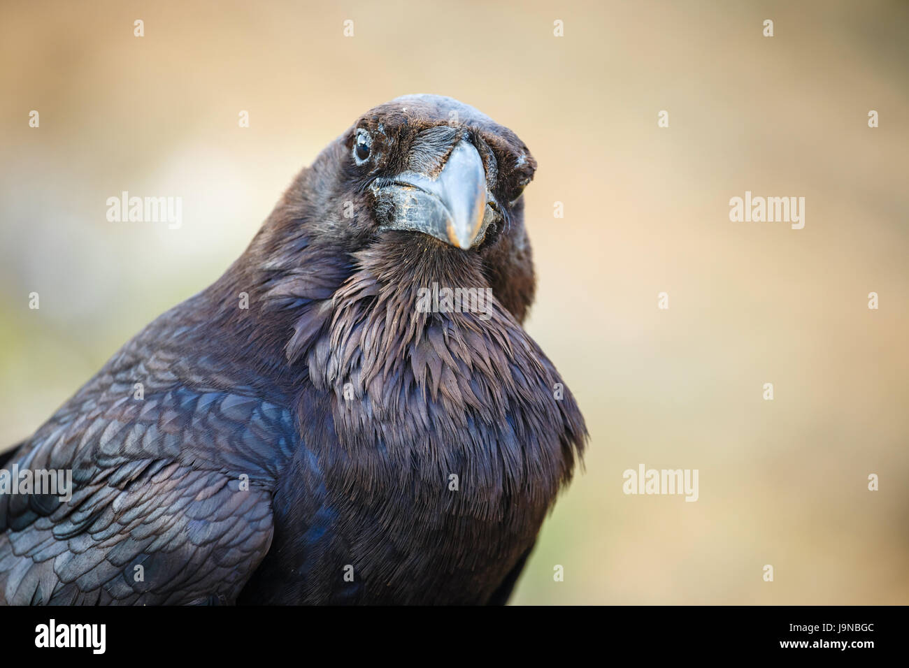 Common Raven sitting on a wooden beam, close up Stock Photo - Alamy