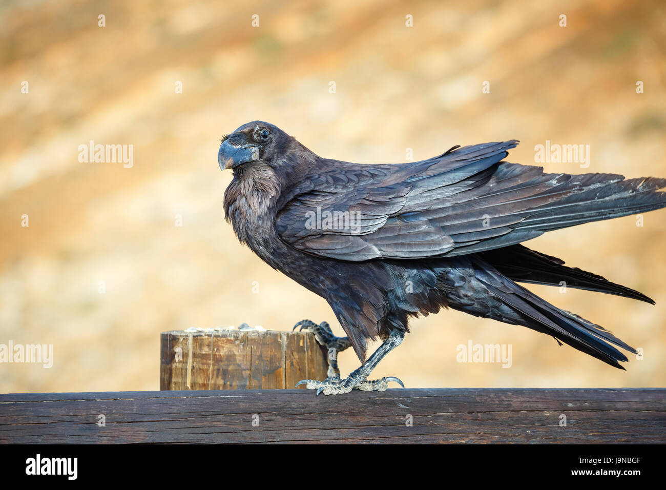 Common Raven sitting on a wooden beam, close up Stock Photo - Alamy
