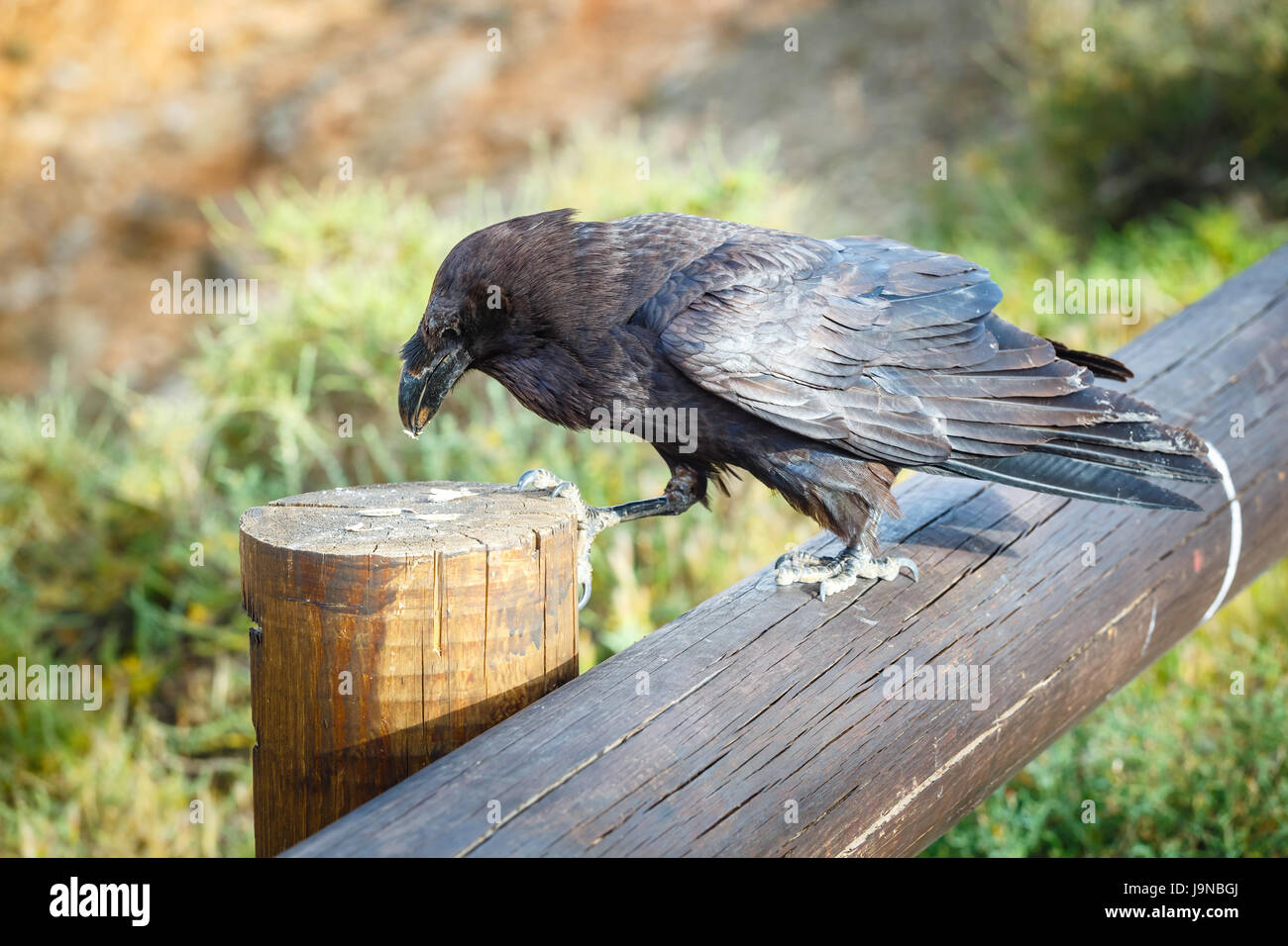 Common Raven sitting on a wooden beam, close up Stock Photo - Alamy