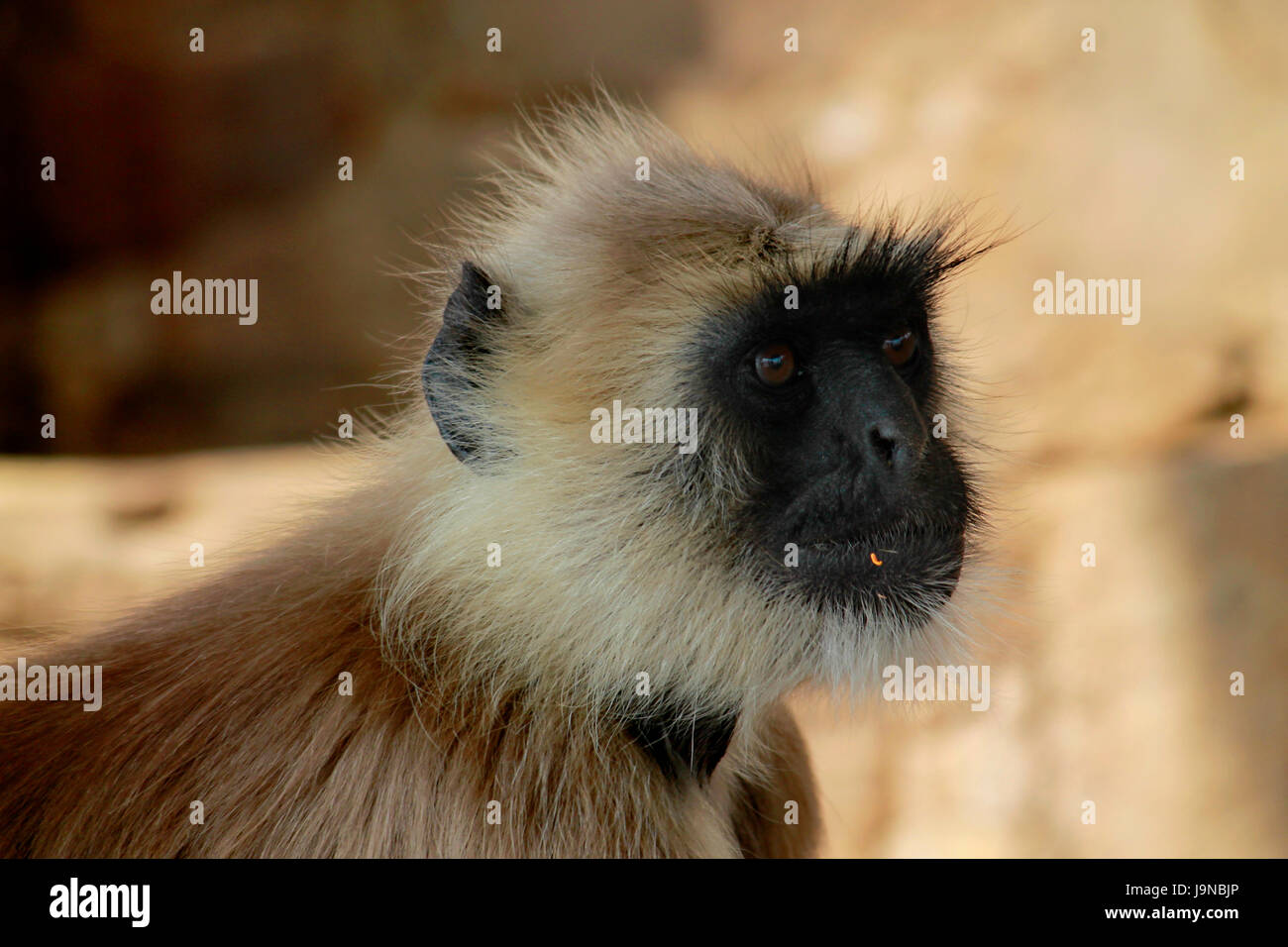 Portrait of gray langur (Semnopithecus priam Stock Photo - Alamy