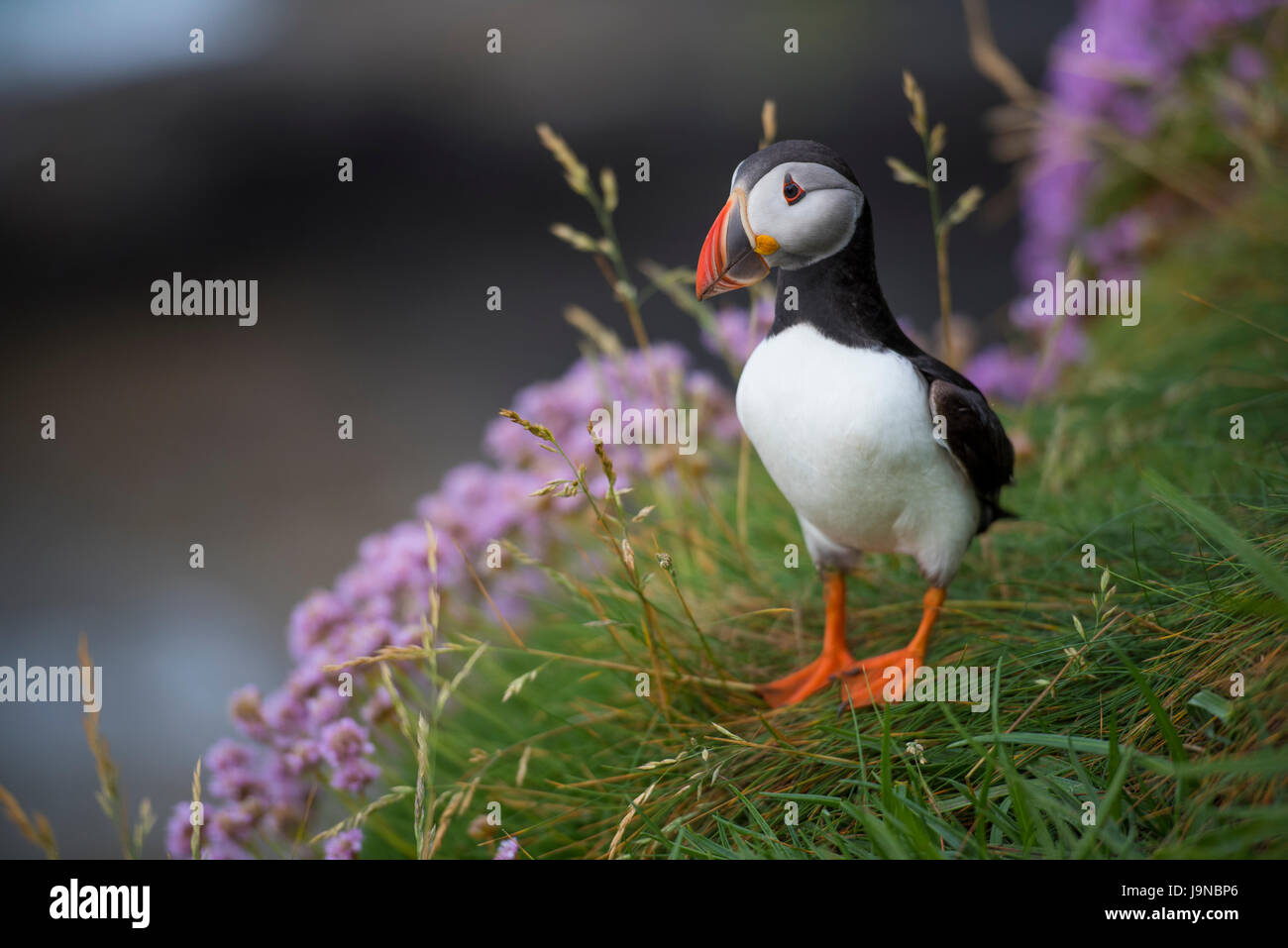 Lunga scotland hi-res stock photography and images - Alamy