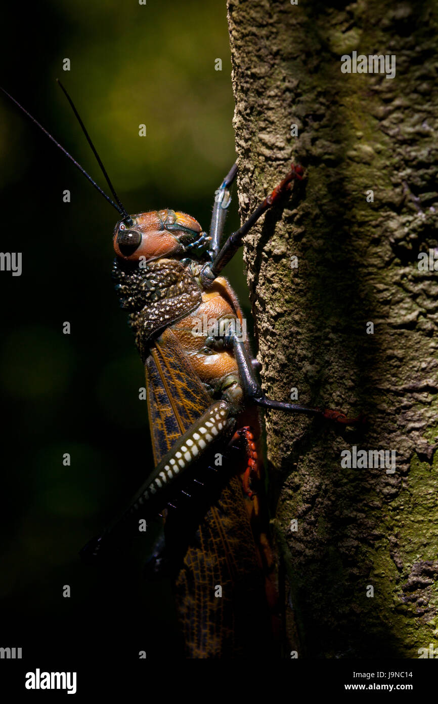 Insect insects wildlife panama hi-res stock photography and images - Alamy