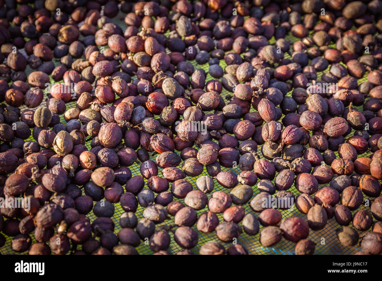 Closeup of raw coffee beans with sunlight in gunny bag Stock Photo - Alamy