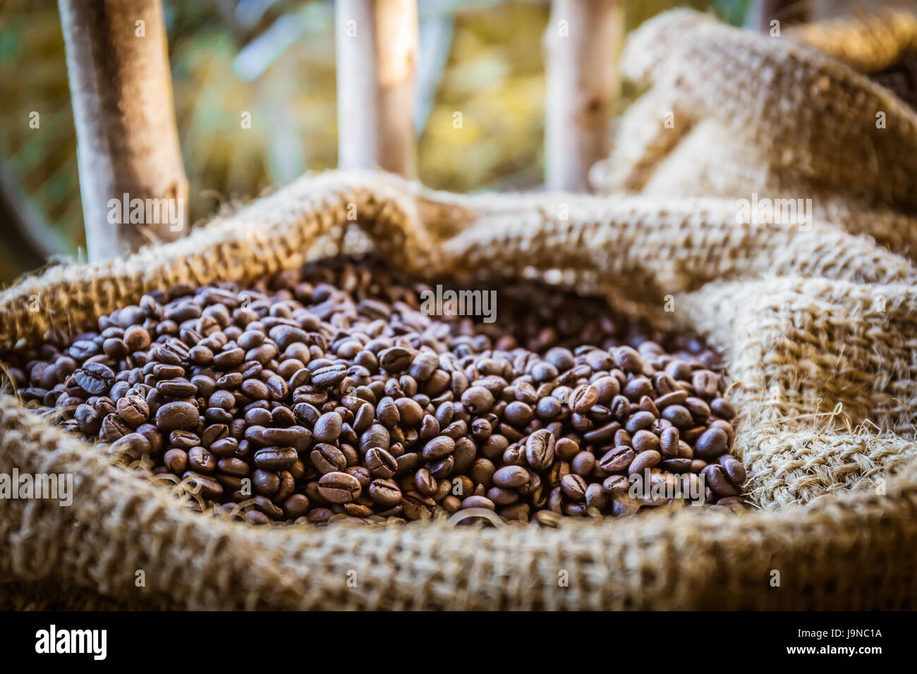 Closeup of coffee beans with sunlight in gunny bag Stock Photo - Alamy