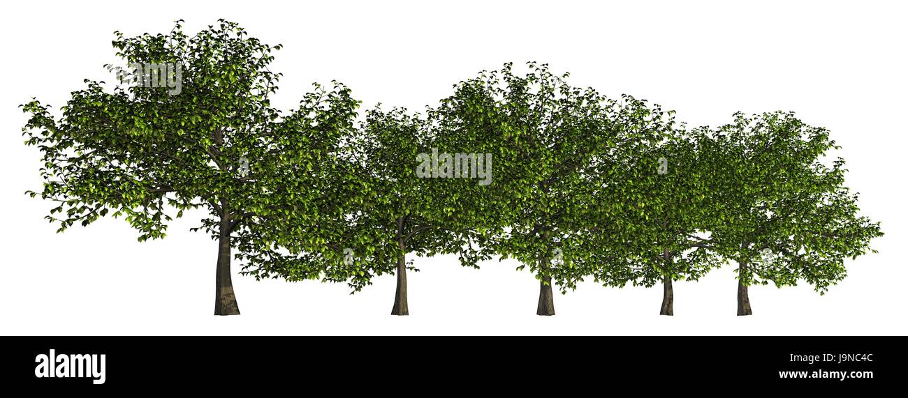 3D illustration trees in a row isolated on white Stock Photo - Alamy