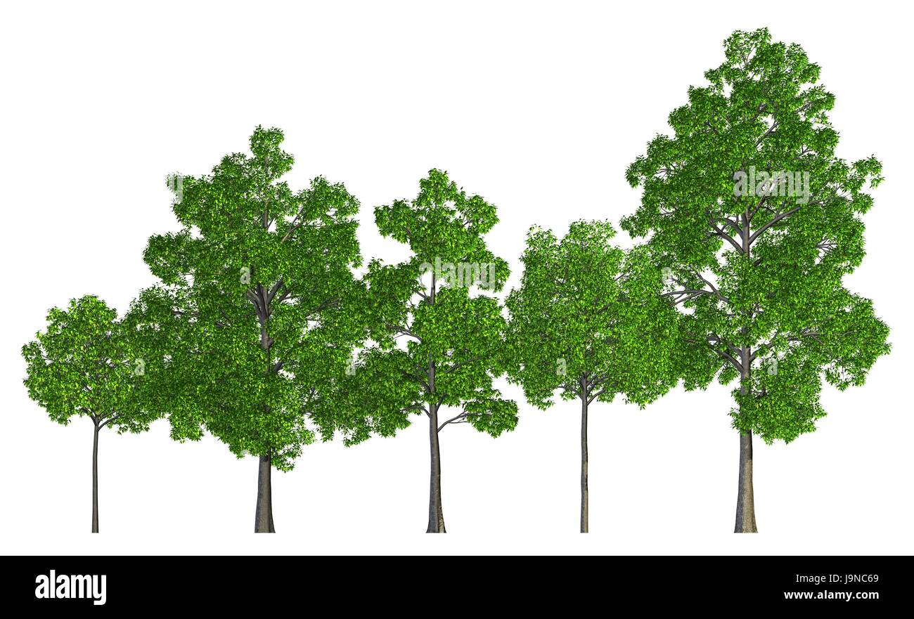 3D illustration trees in a row isolated on white Stock Photo - Alamy