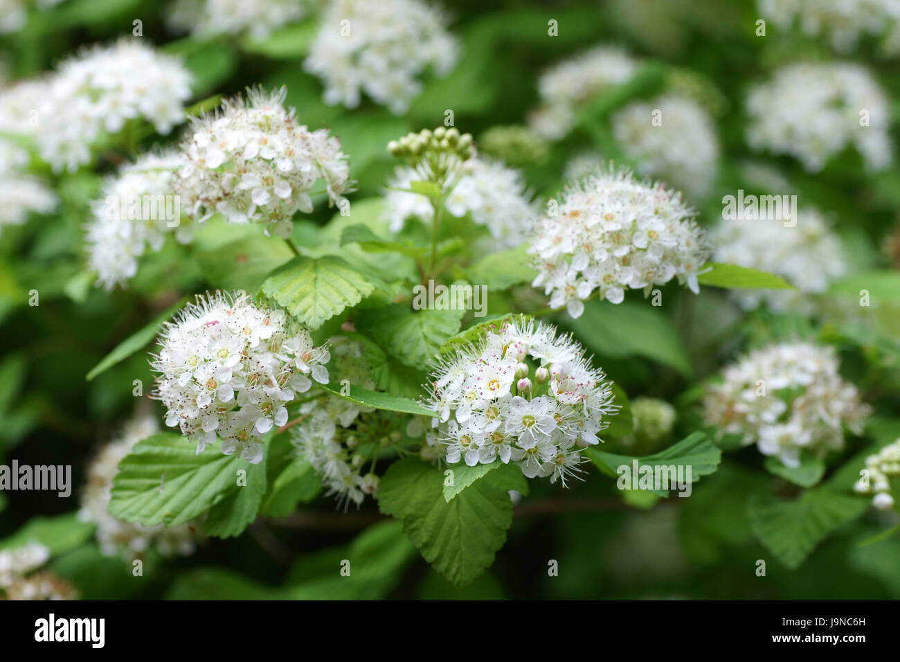 Physocarpus opulifolius 'Luteus' Stock Photo - Alamy