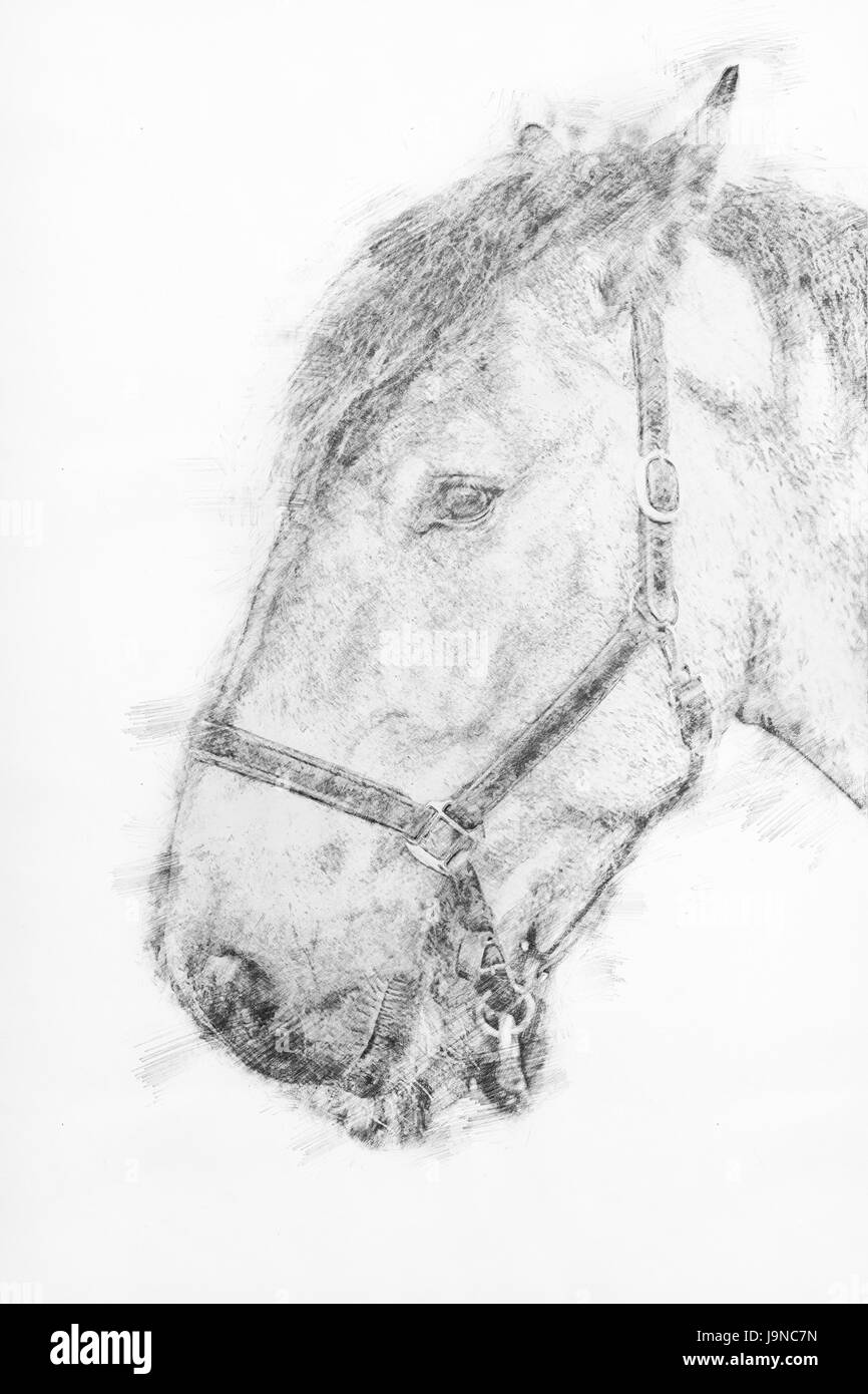 Western show horse sketch hi-res stock photography and images - Alamy