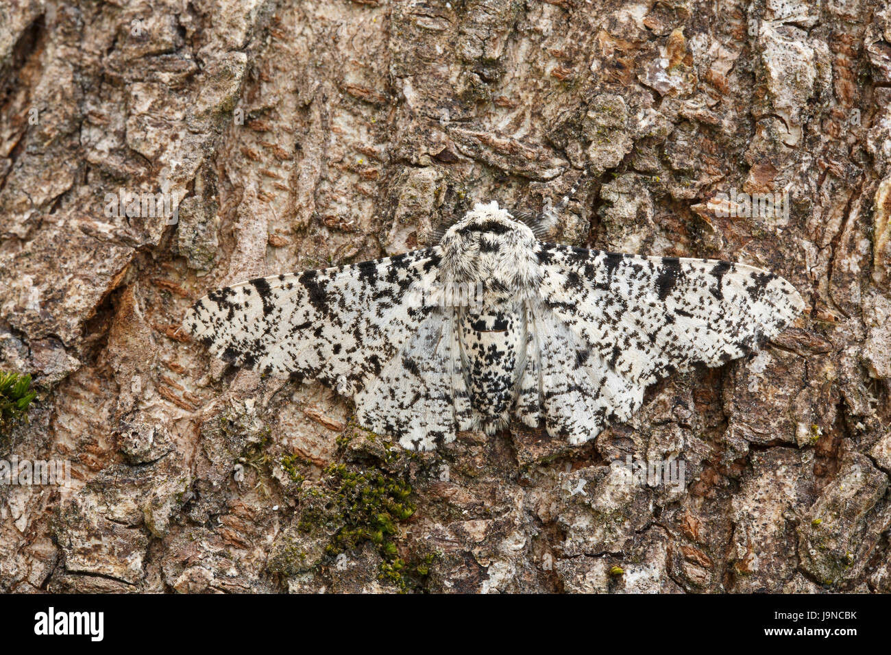 Peppered Moth, Biston betularia, pale form, Monmouthshire, May. Family ...