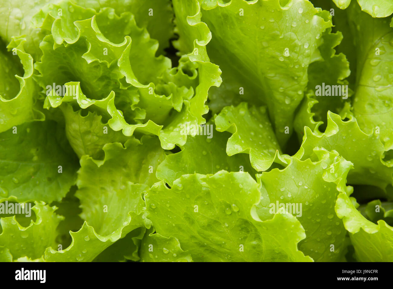 sheet green lettuce with to the garden, background Stock Photo - Alamy