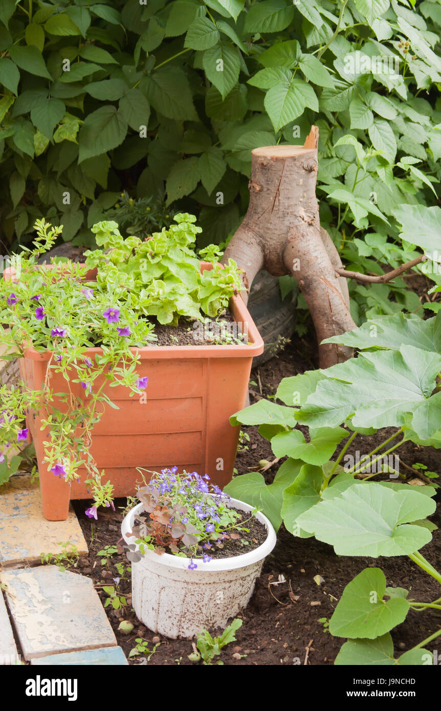 vegetable garden with plants by a canicular sunny day Stock Photo - Alamy