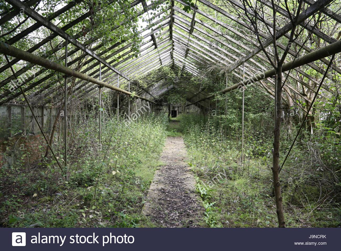 Overgrown With Foliage Stock Photos & Overgrown With Foliage Stock ...