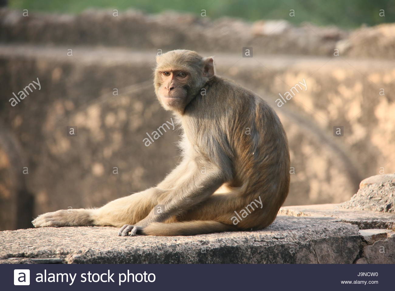 Cheeky Monkey Stock Photos & Cheeky Monkey Stock Images - Alamy