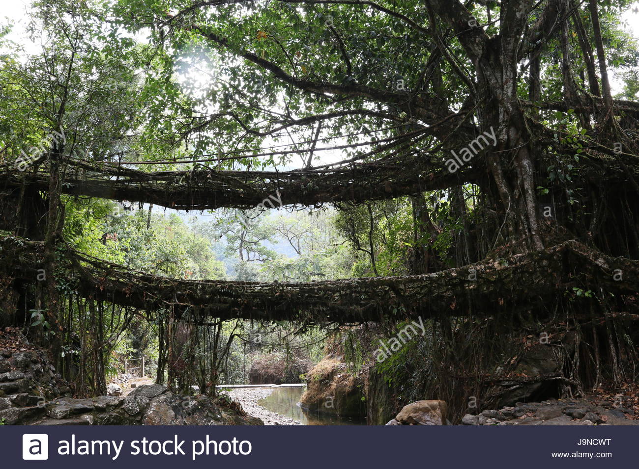 Living Roots Stock Photos & Living Roots Stock Images - Alamy