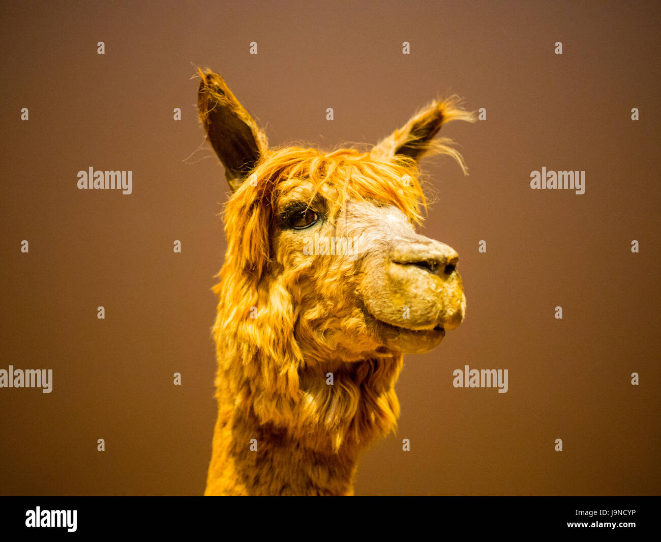 Llama face close up hi-res stock photography and images - Alamy