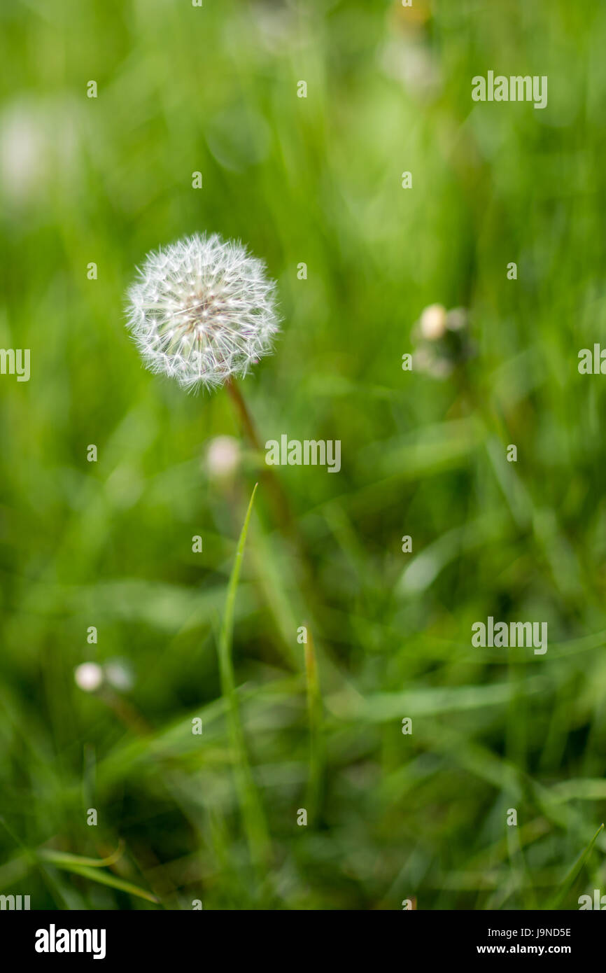 Dandelion greens hi-res stock photography and images - Alamy