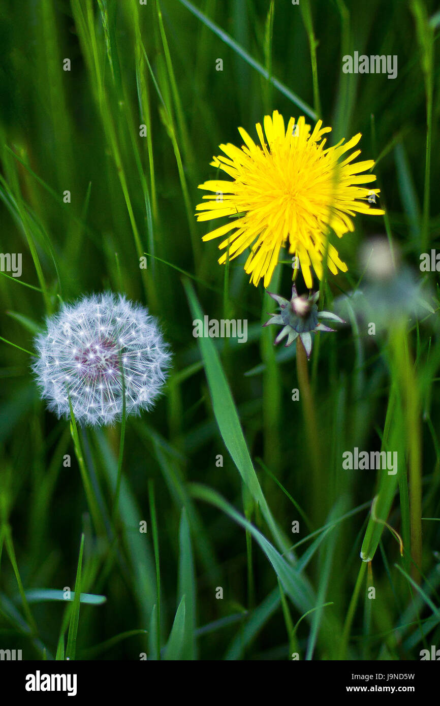 Dandelion greens hi-res stock photography and images - Alamy