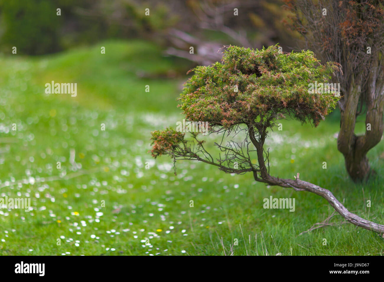 Evergreen alone tree Stock Photo - Alamy