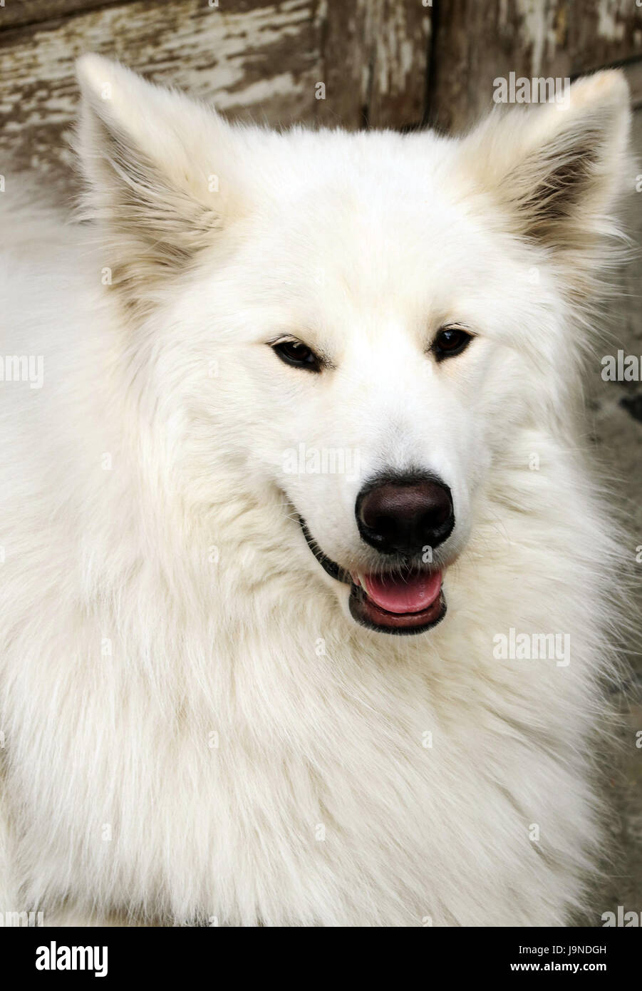Pretty white dog hi-res stock photography and images - Alamy