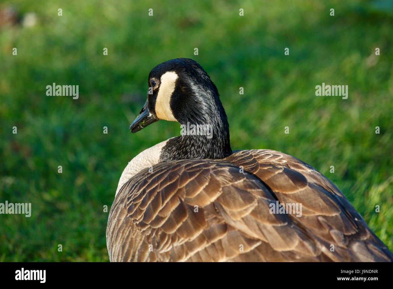 Canada goose back hi-res stock photography and images - Alamy