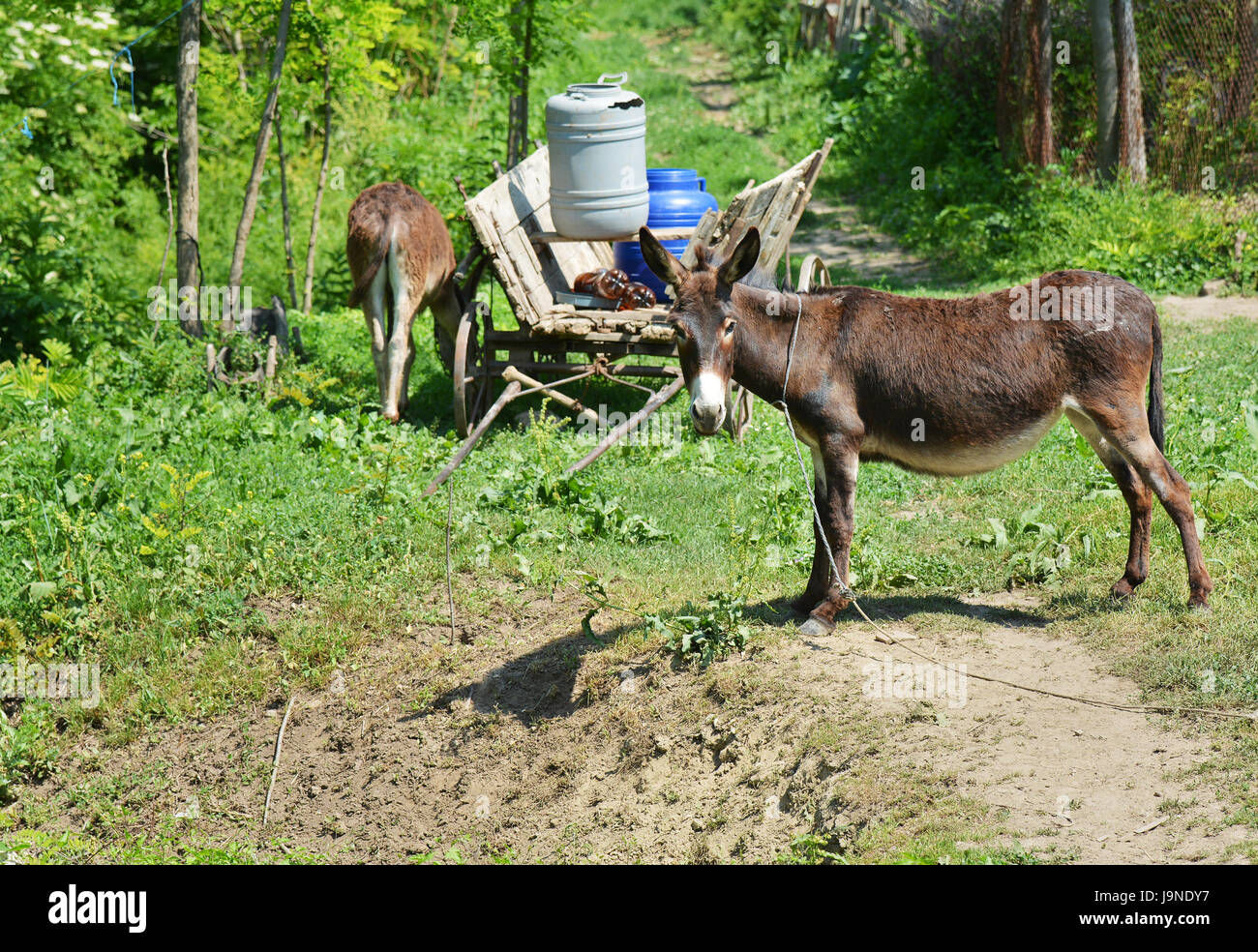 Donkey in the romanian village Stock Photo - Alamy